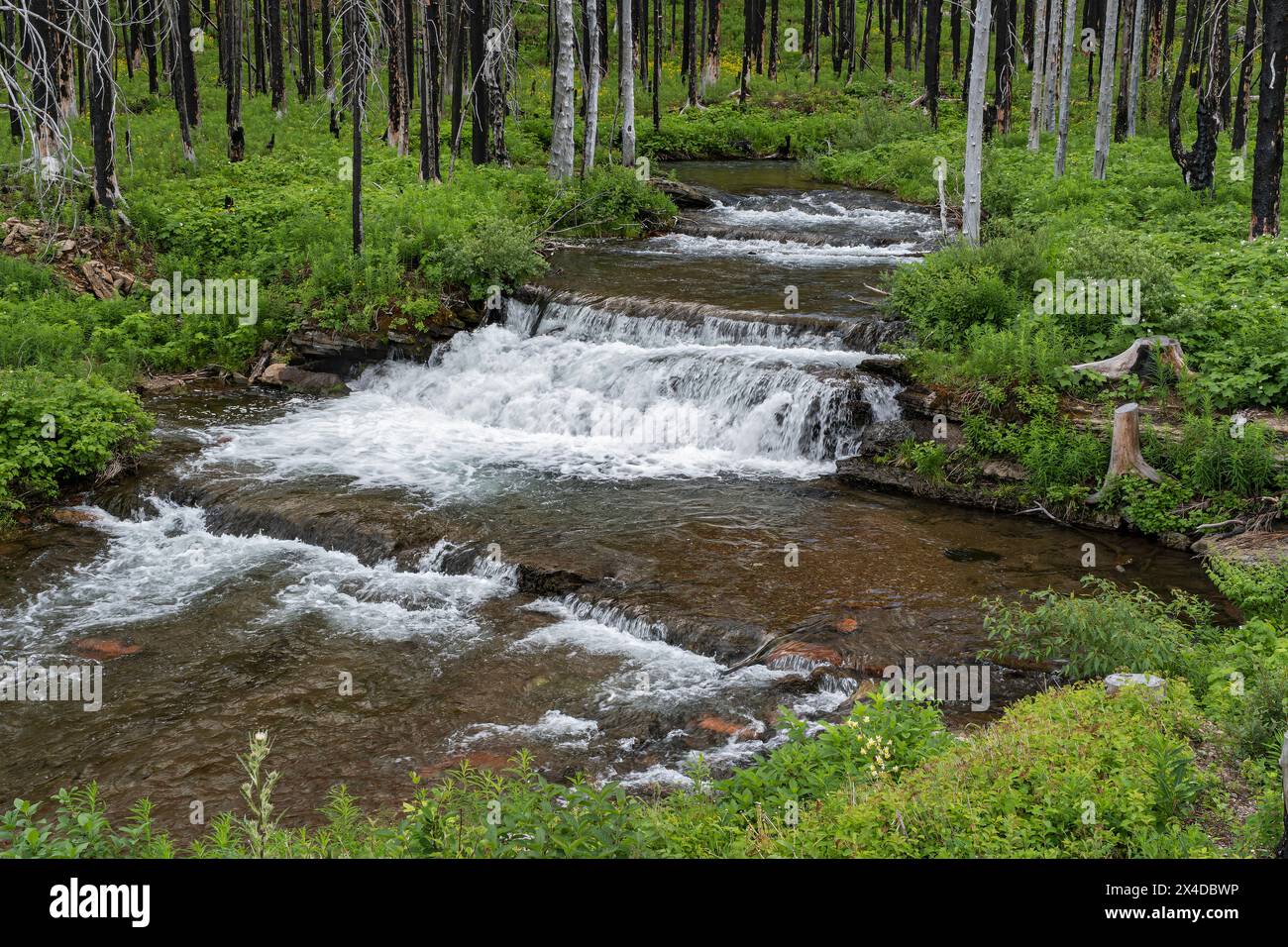 Canada, Alberta, Waterton Lakes National Park. Waterfalls on Cameron ...