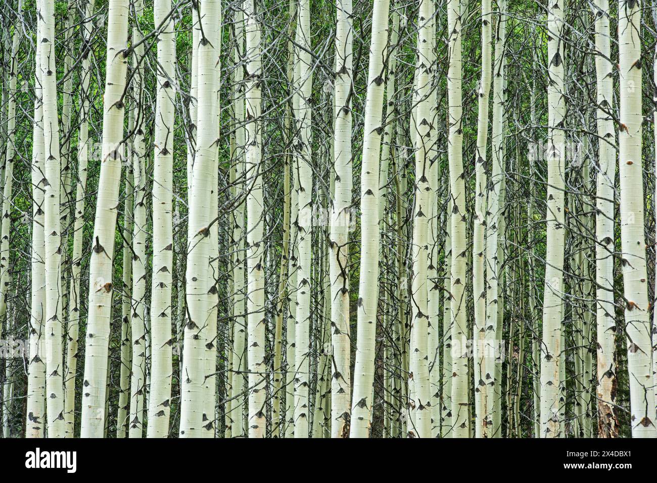 Canada, Alberta, Banff National Park. Aspen trees in spring Stock Photo ...