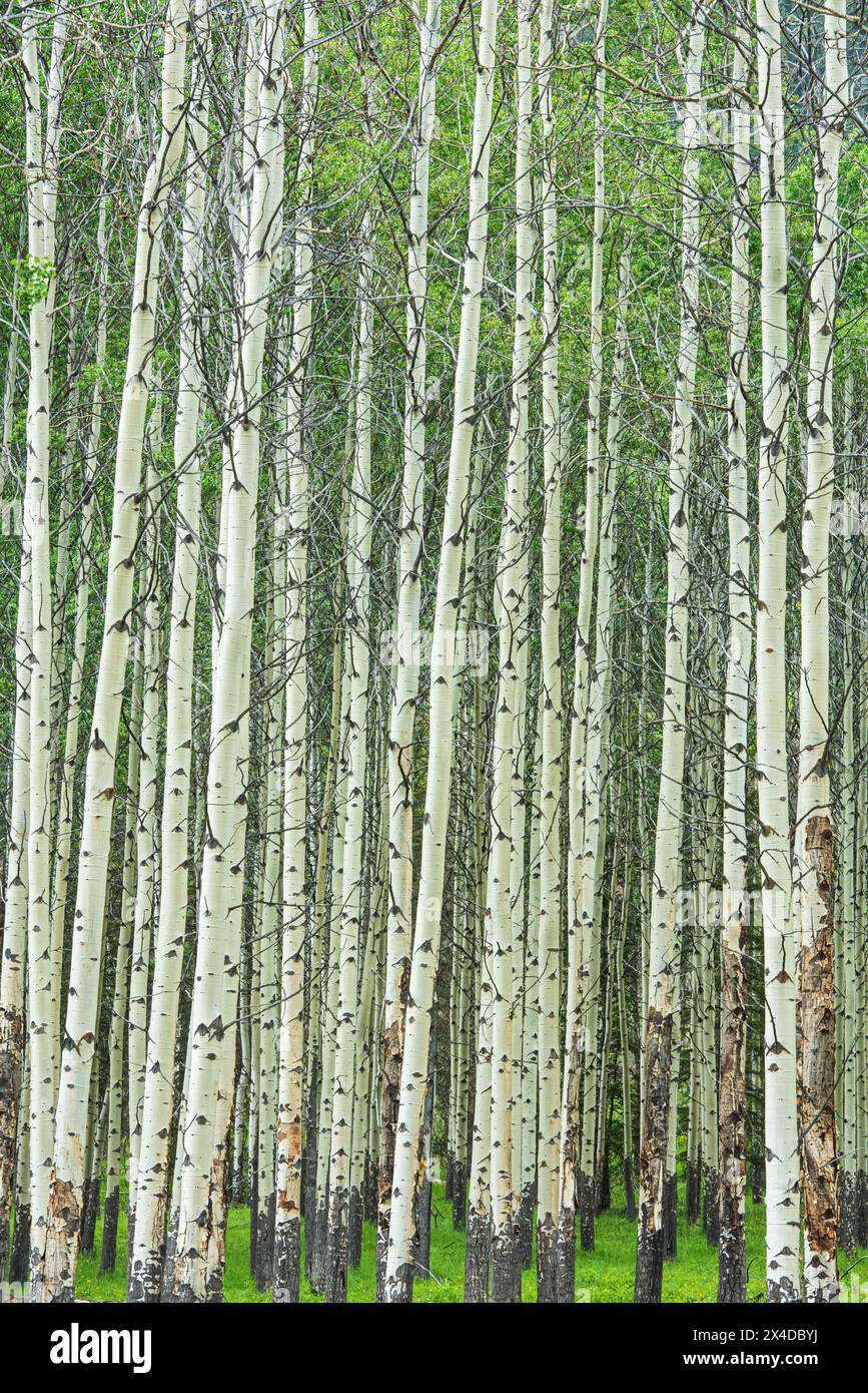 Spring in banff hi-res stock photography and images - Alamy