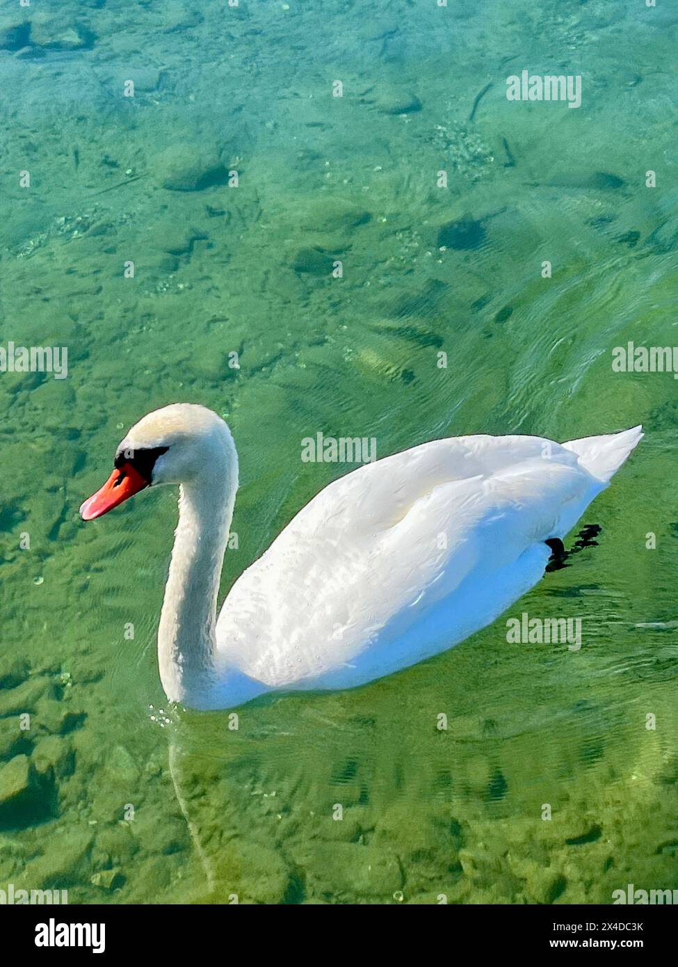 Haute-Savoie, France: a swan in the Annecy lake, known for being the ...
