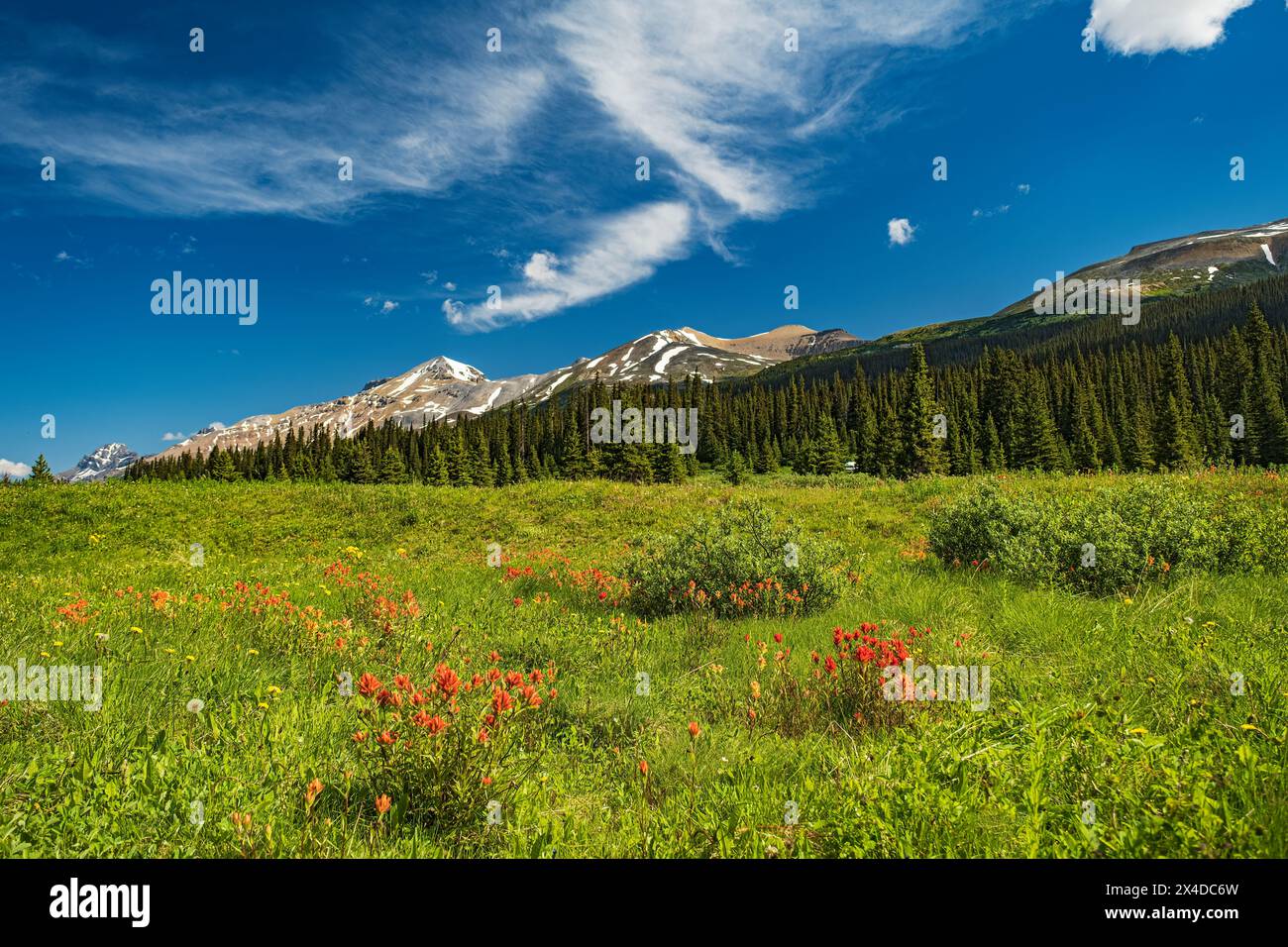 Canada, Alberta, Banff National Park. Paintbrush and other wildflowers ...