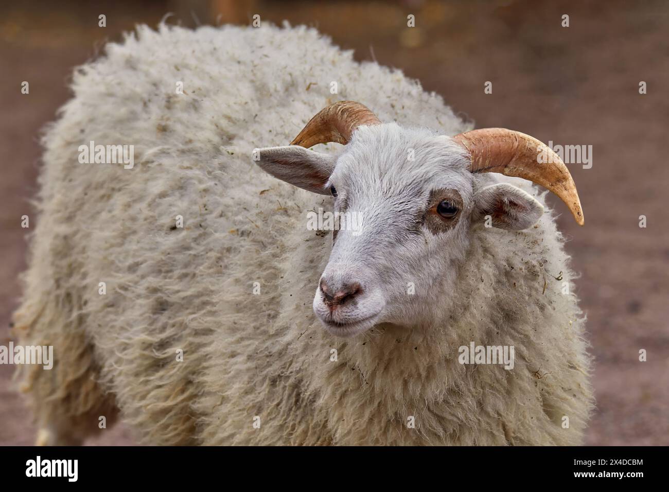 Pretty white sheep hi-res stock photography and images - Alamy
