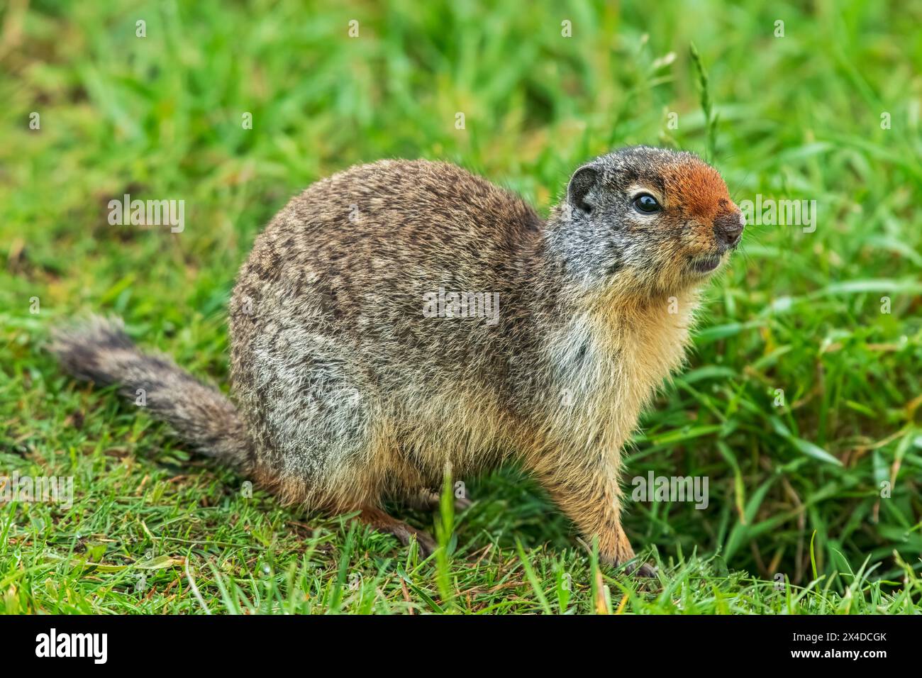 Ground squirrel den hi-res stock photography and images - Alamy