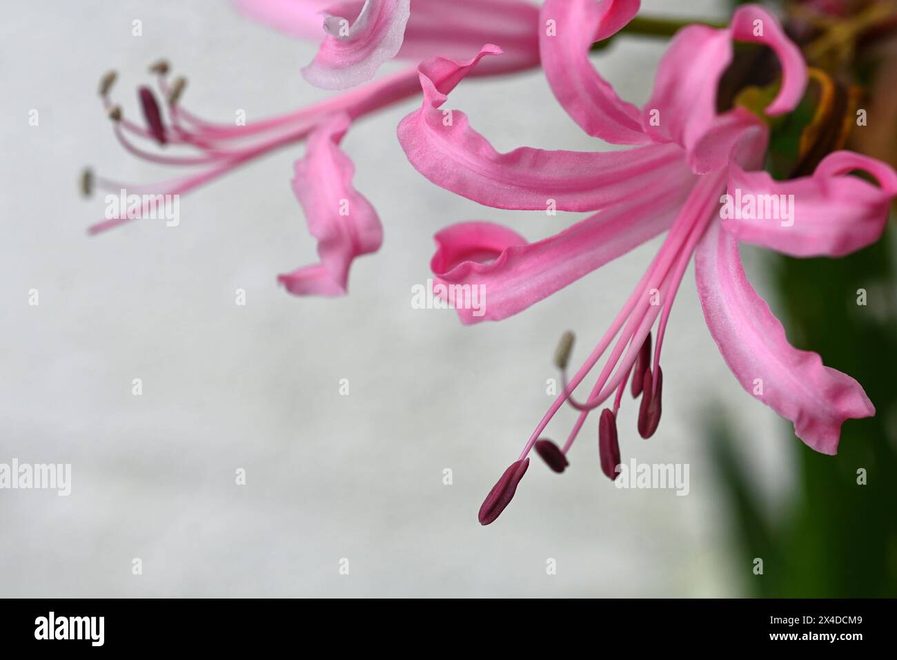 Nerine winter hi-res stock photography and images - Alamy