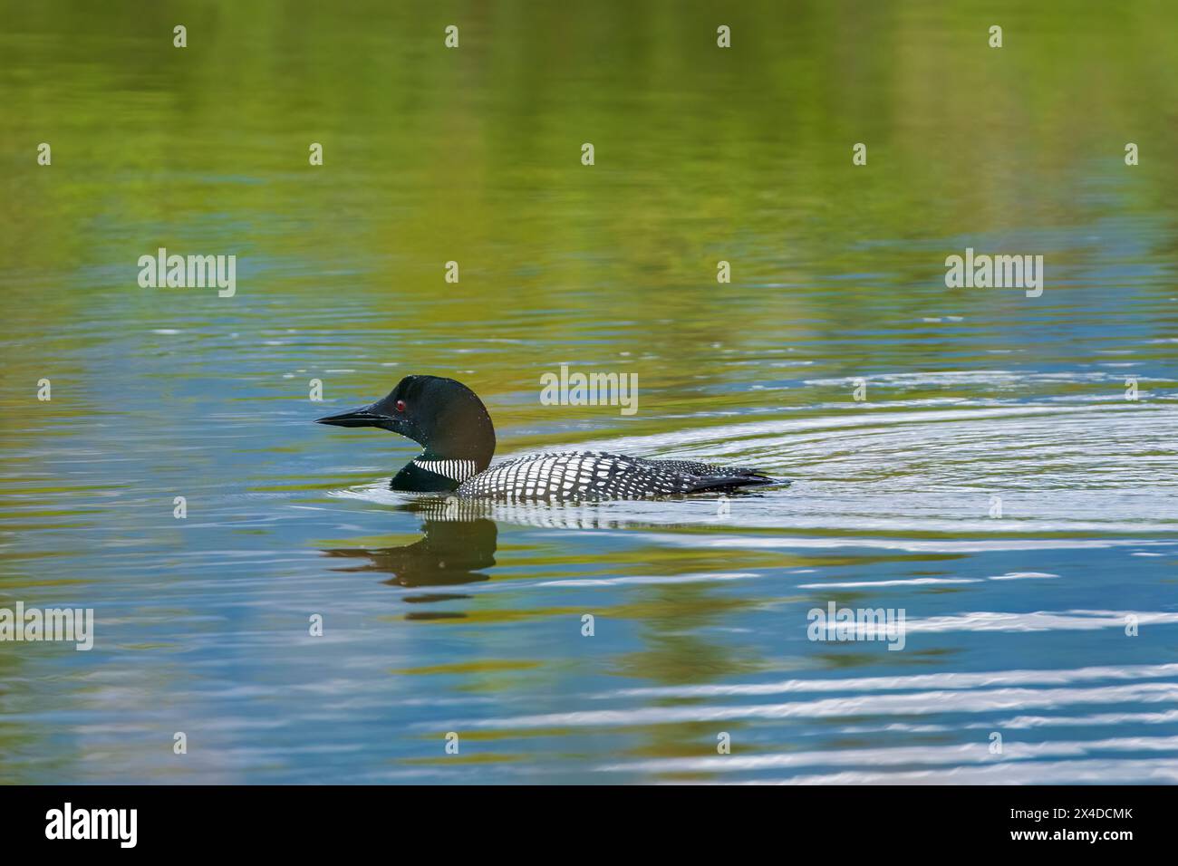 Canada, Alberta, Banff National Park. Common loon swimming in Vermilion ...