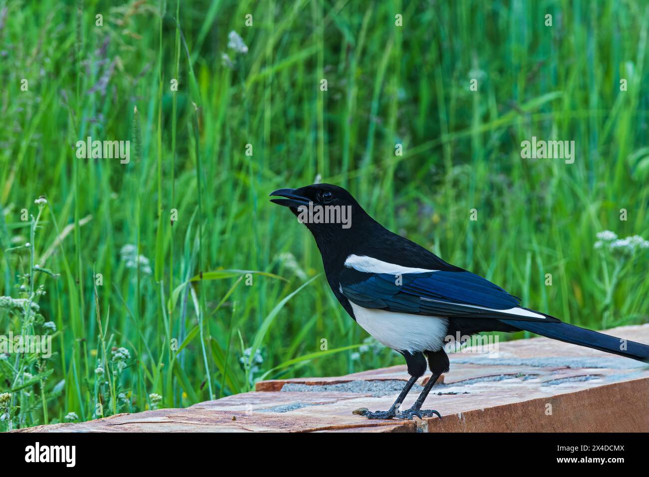 Canada, Alberta, Waterton Lakes National Park. Black-billed magpie bird ...