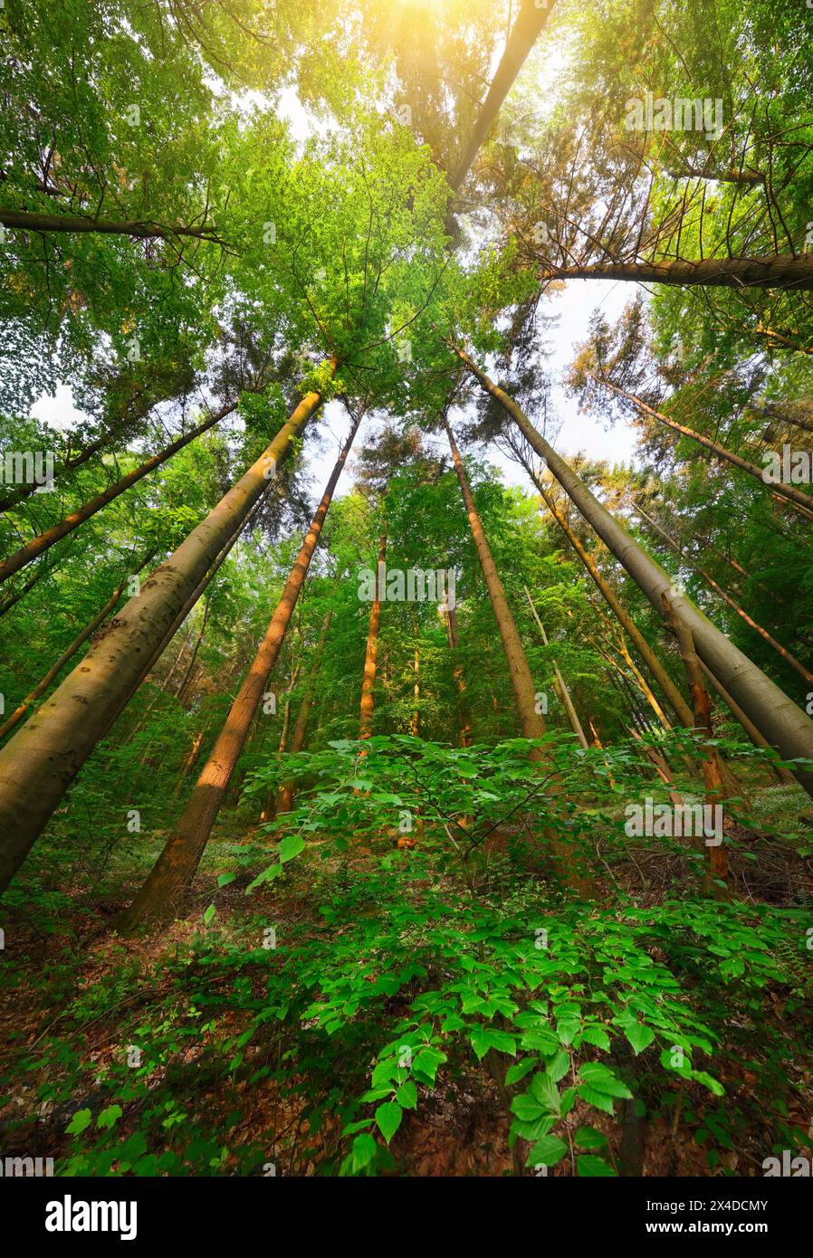Trees growing skywards in green woodlands, with ornate leaves in the ...