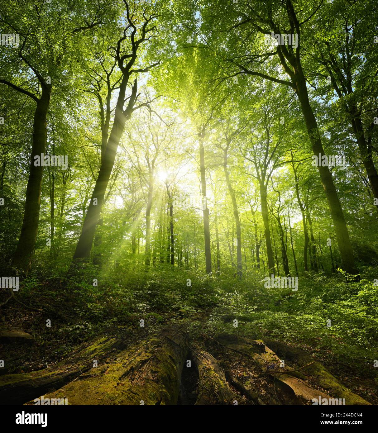 Painterly beech forest scenery with the luminous sun shining through ...