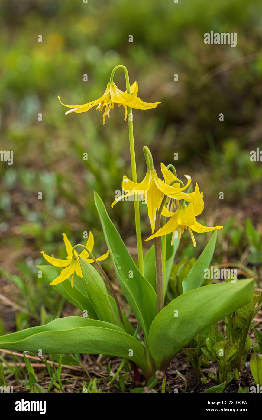 Banff national park flowers hi-res stock photography and images - Alamy