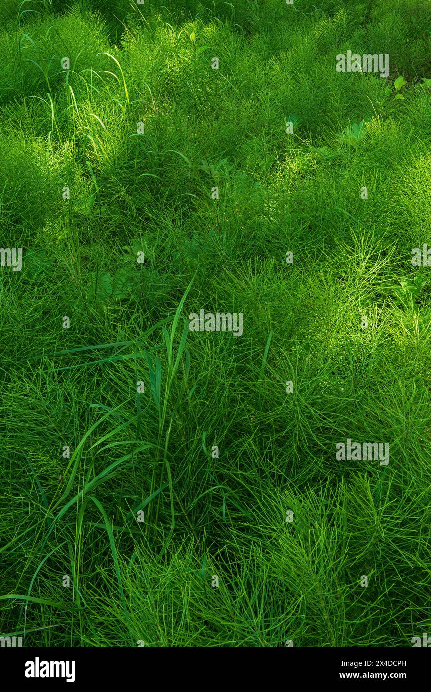 Canada, Alberta, Banff National Park. Horsetail plant near Bow Falls ...