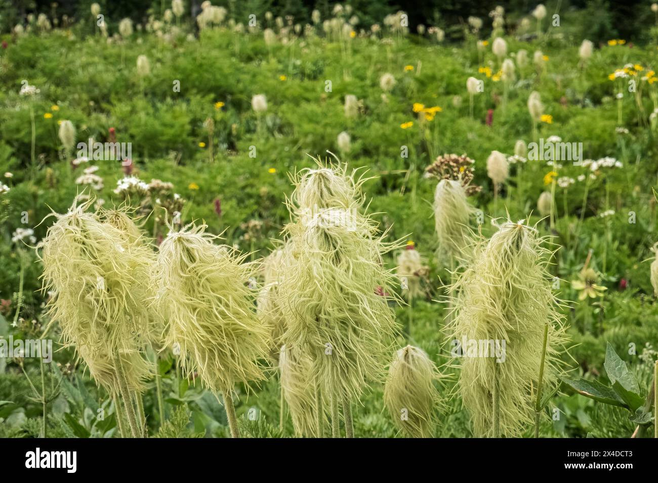 Canada, Alberta, Banff National Park. Seedheads of white pasqueflowers ...