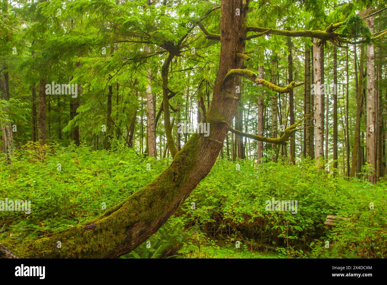 Canada, British Columbia, Inside Passage. Port McNeil forest landscape ...