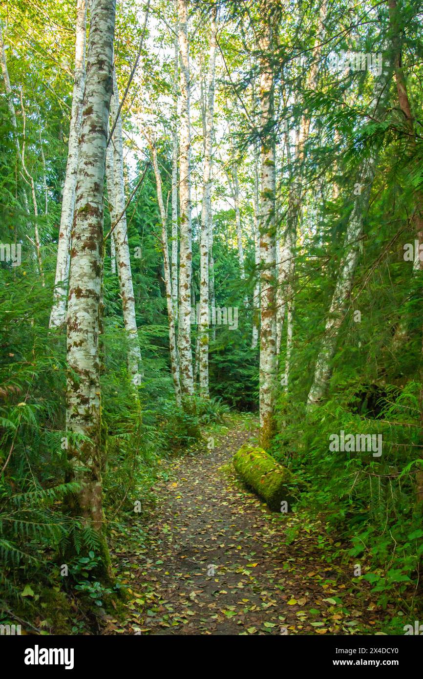 Canada, British Columbia, Inside Passage. Calvert Island forest trail ...