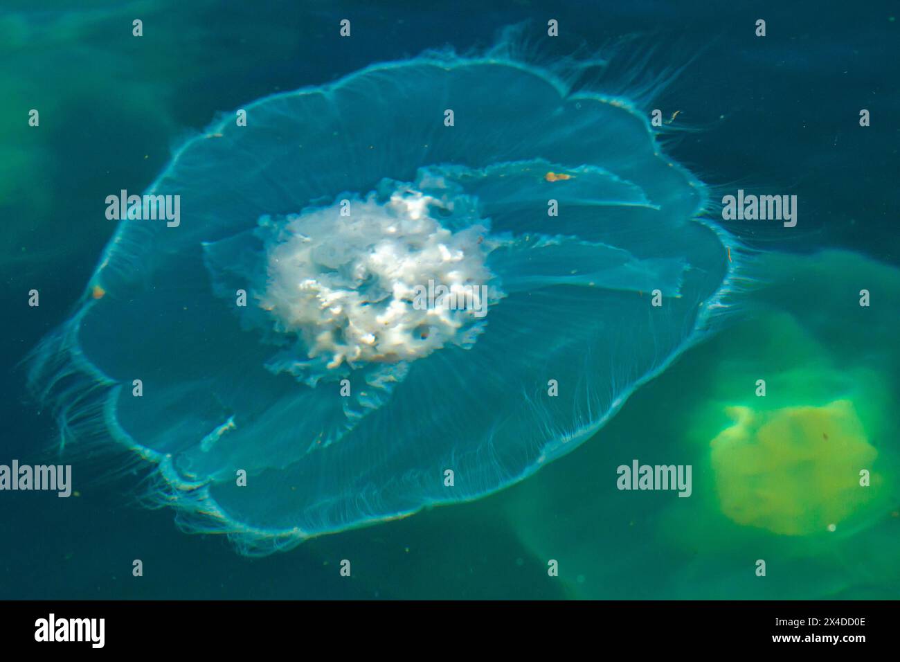 Canada, British Columbia, Inside Passage. Close-up of moon jelly fish ...