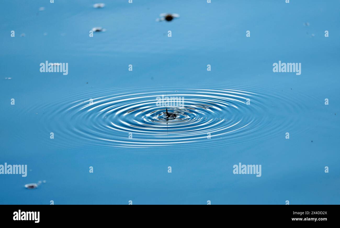 02.05.2024, Tierwelt, Hinterbruehl See Muenchen, im Bild: Wasserinsekt ...