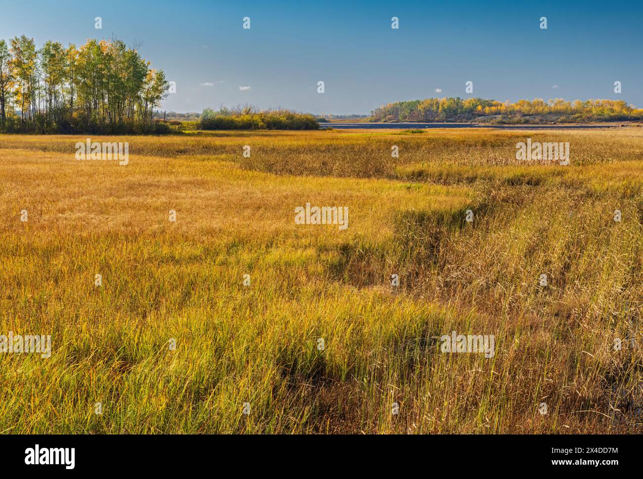 Canada, Manitoba, Bloodvein. Autumn landscape with forest and dried ...