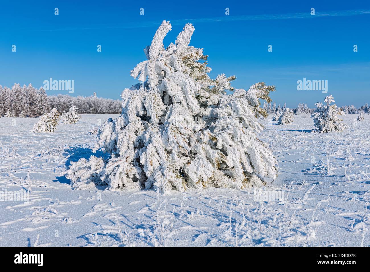 Canada, Manitoba, Birds Hill Provincial Park. Hoarfrost-covered tree ...