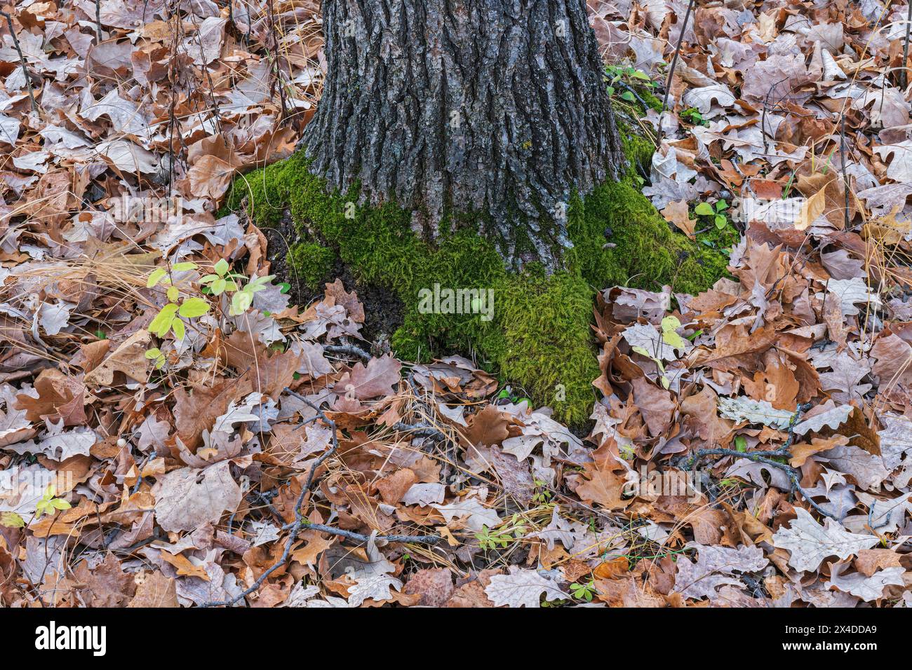 Canada, Manitoba, Winnipeg. Leaves and moss around base of tree trunk ...