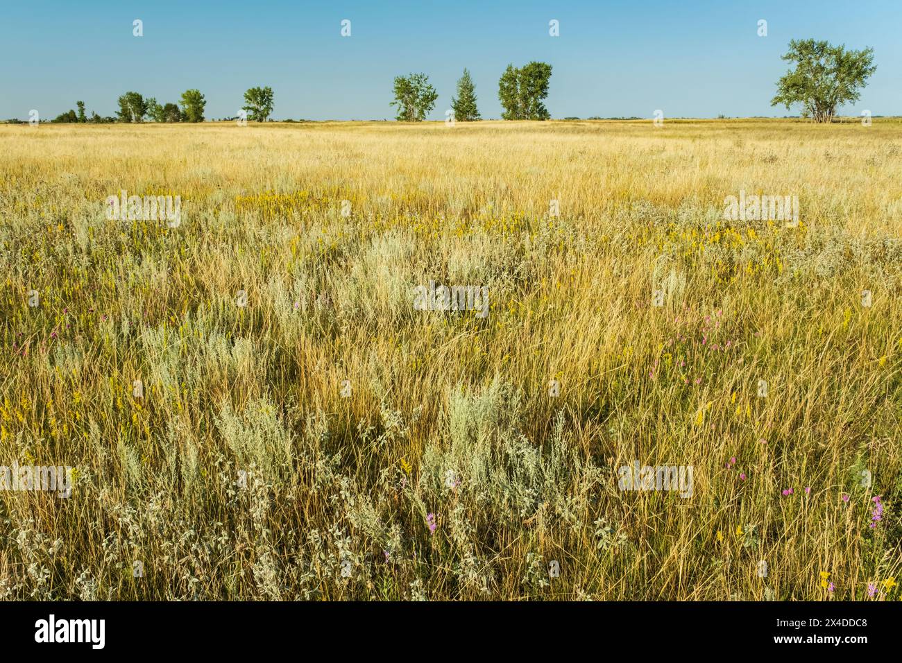 Canada, Manitoba, Broomhill. Landscape with prairie grasses Stock Photo ...