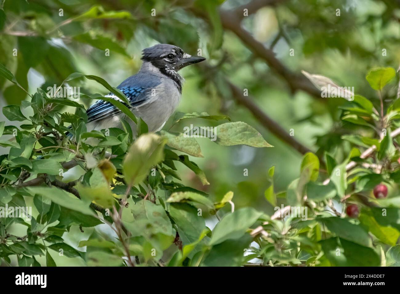 Canada jay tree hi-res stock photography and images - Alamy