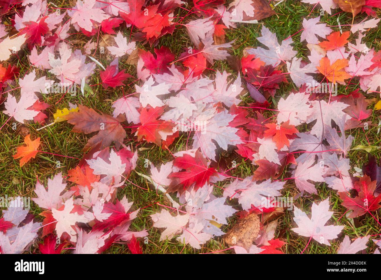 Manitoba maple hi-res stock photography and images - Alamy