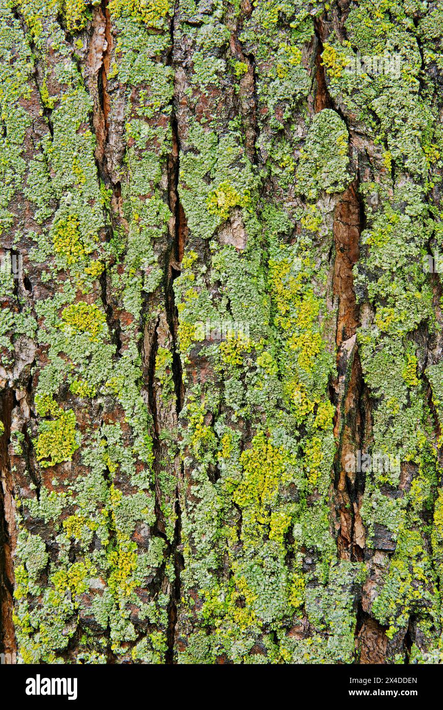 Manitoba maple hi-res stock photography and images - Alamy