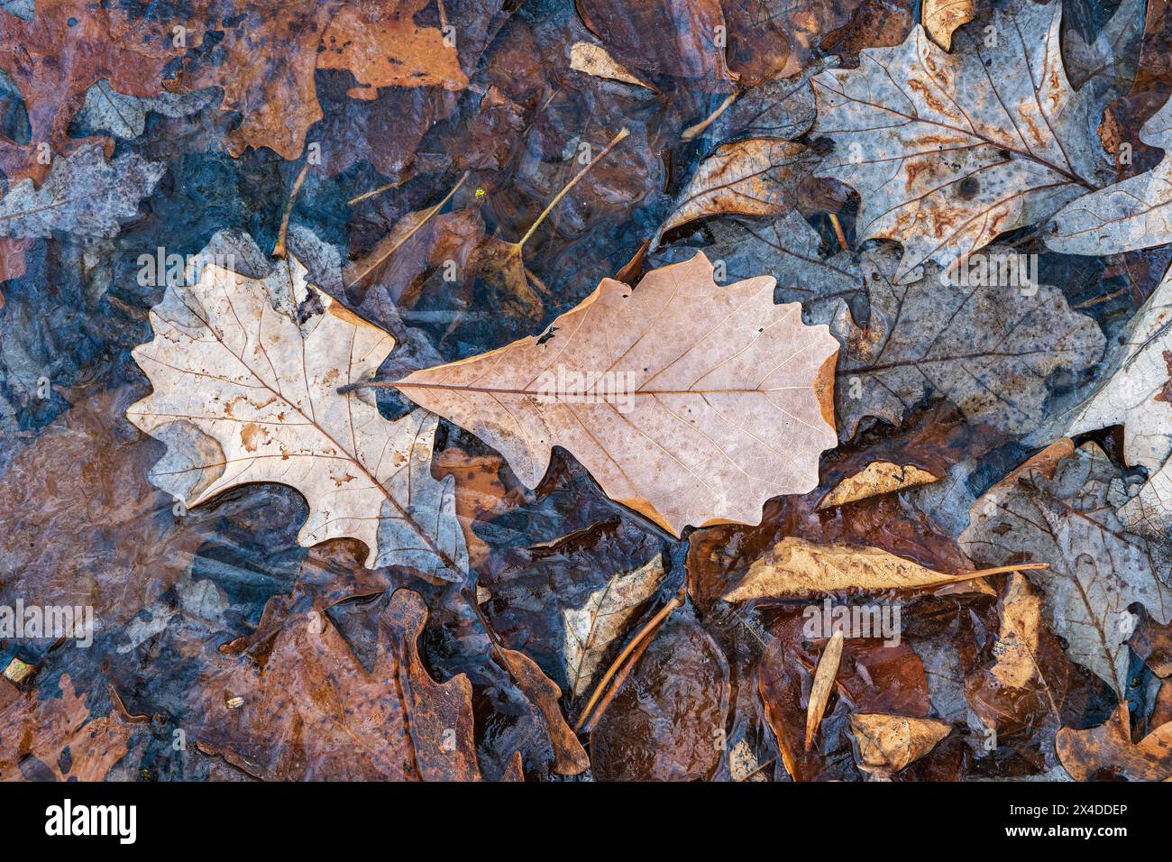 Manitoba maple hi-res stock photography and images - Alamy