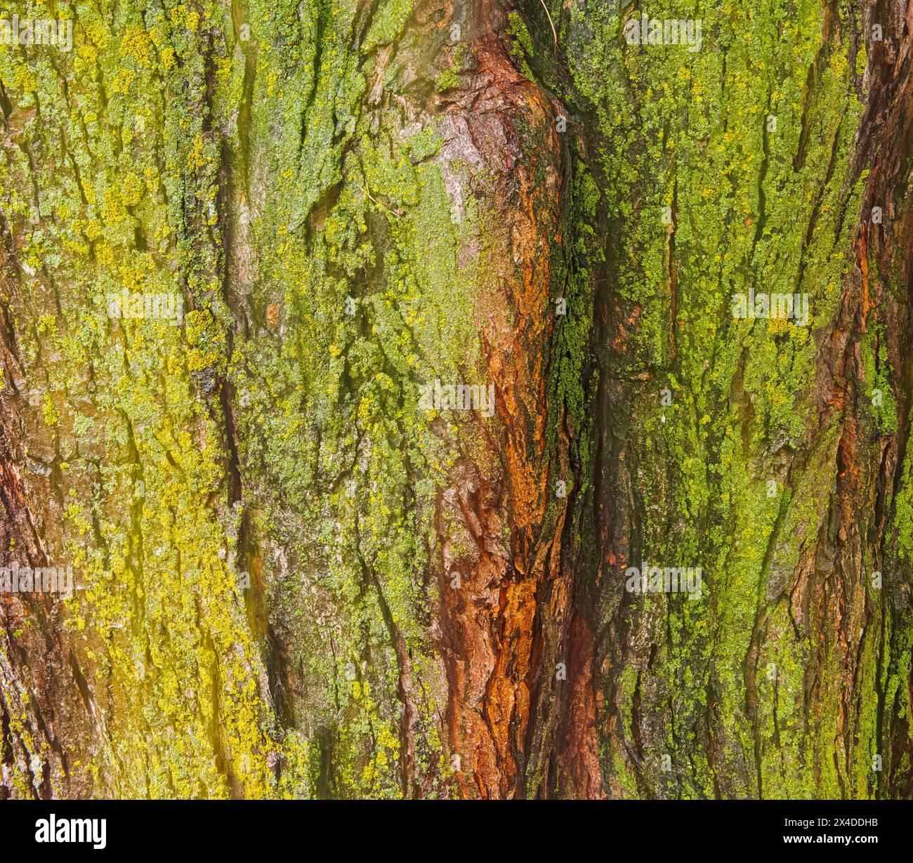 Canada, Manitoba, Winnipeg. Lichens on maple tree Stock Photo - Alamy