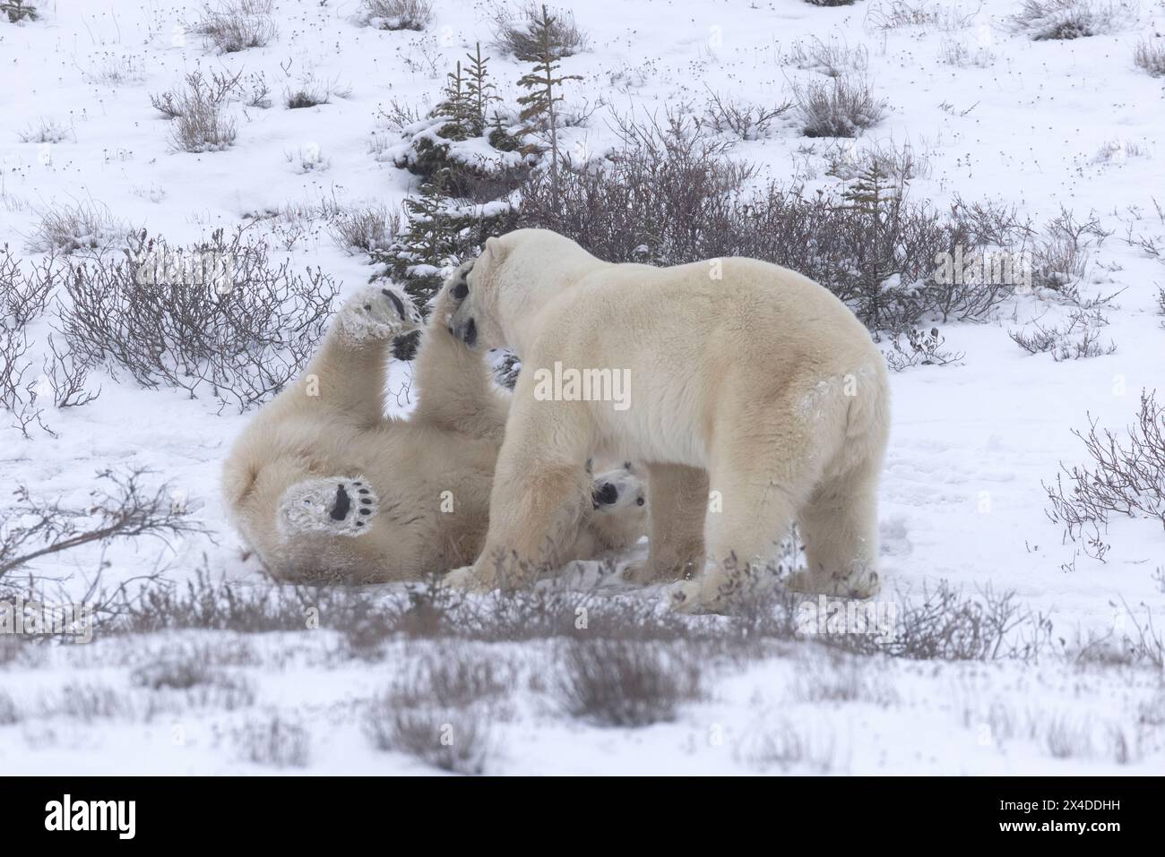 Canada, Manitoba, Churchill. Adult polar bears playing Stock Photo - Alamy