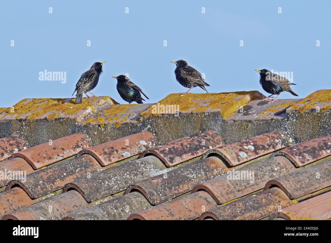 four specimens of common starlings rests on a roof, Sturnus vulgaris ...