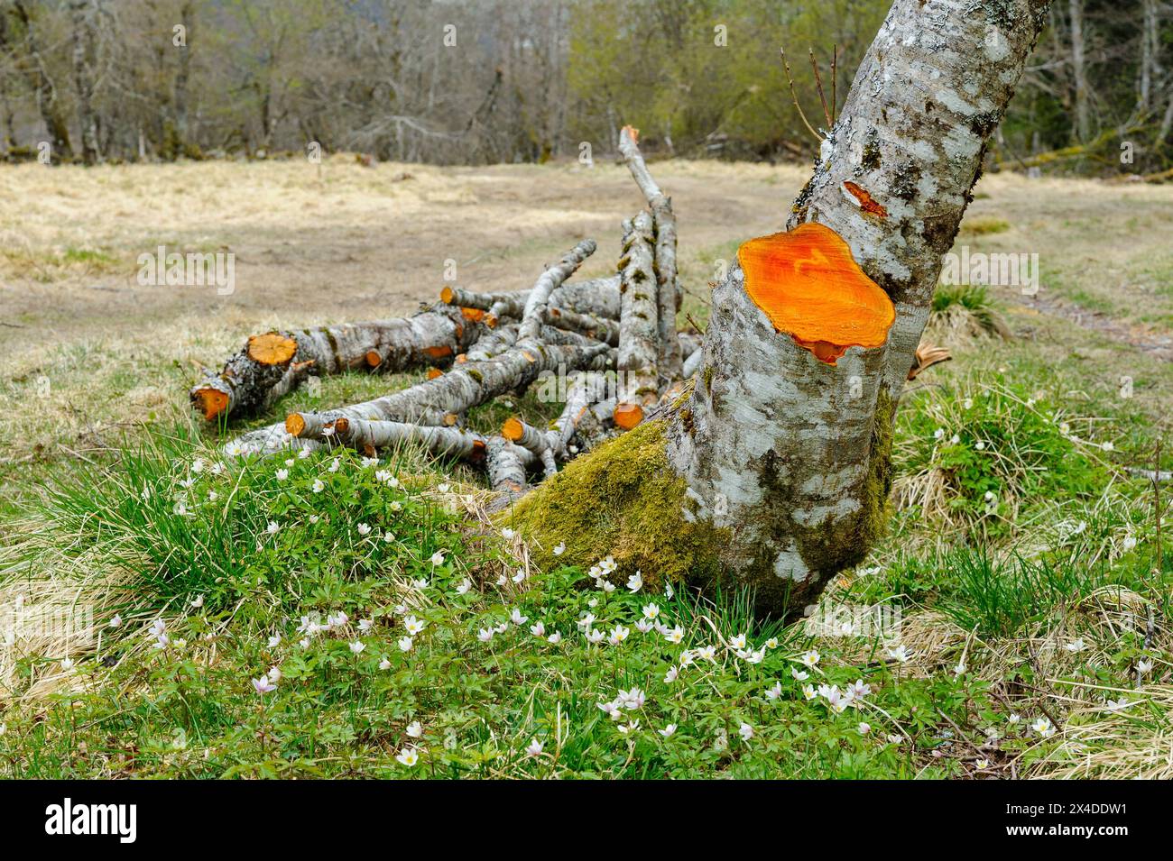 Freshly cut tree with vibrant orange saw cuts lying on a mossy forest ...