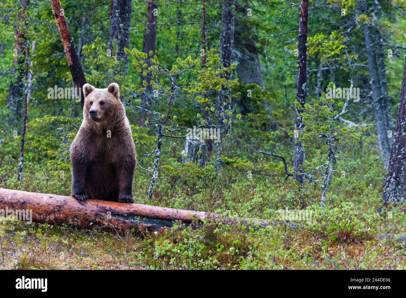 Dead bear hi-res stock photography and images - Alamy