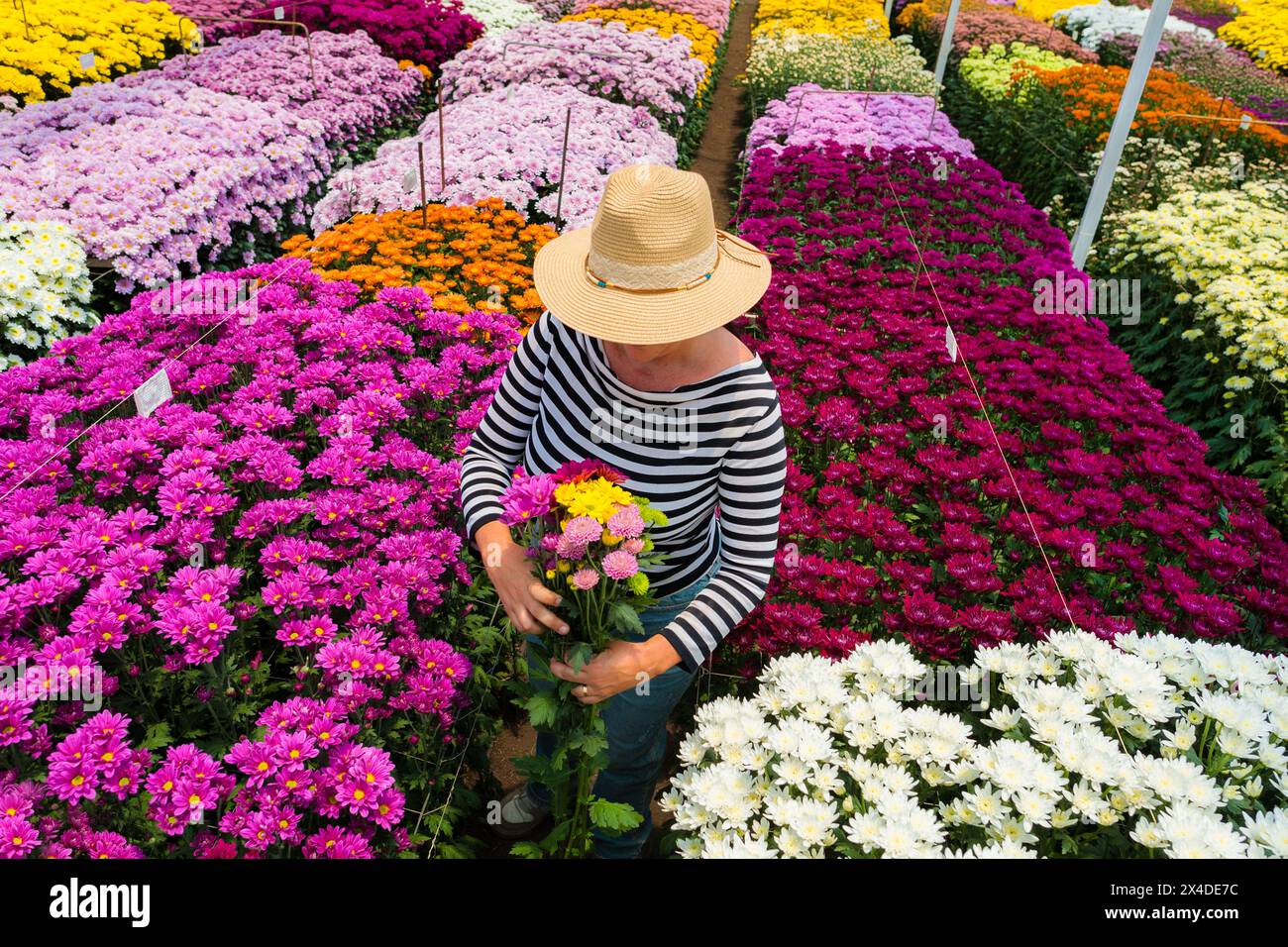 A Colombian woman picks up chrysanthemums to create an arranged flower ...