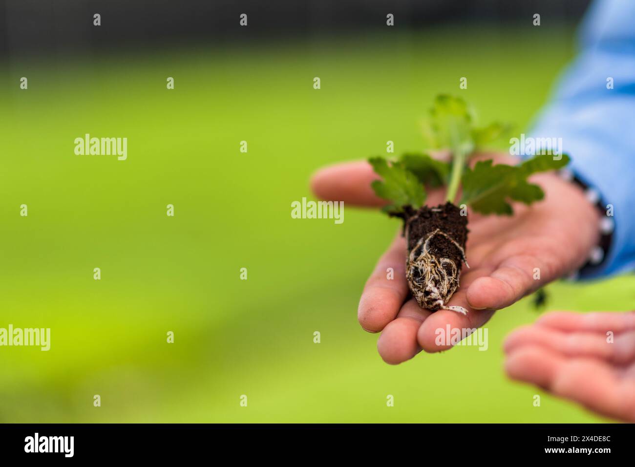 A Colombian farm worker displays a chrysanthemum cutting with a root ...