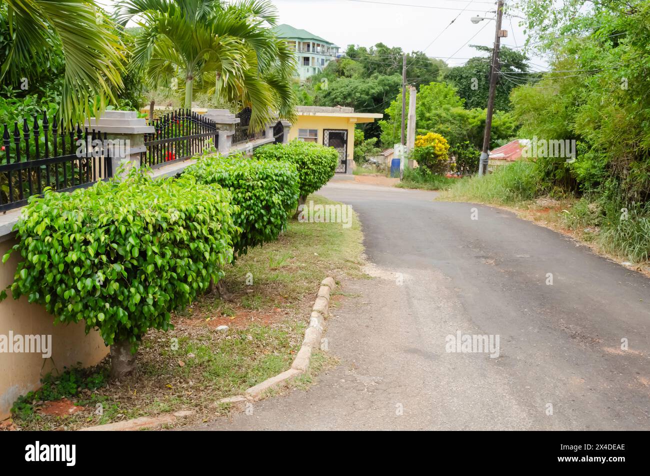 Roadway palm trees street trees hi-res stock photography and images - Alamy