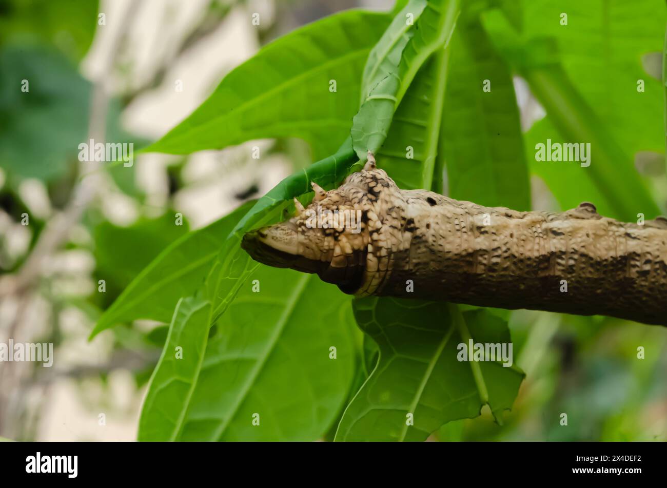 Sphinx moth larva hi-res stock photography and images - Alamy