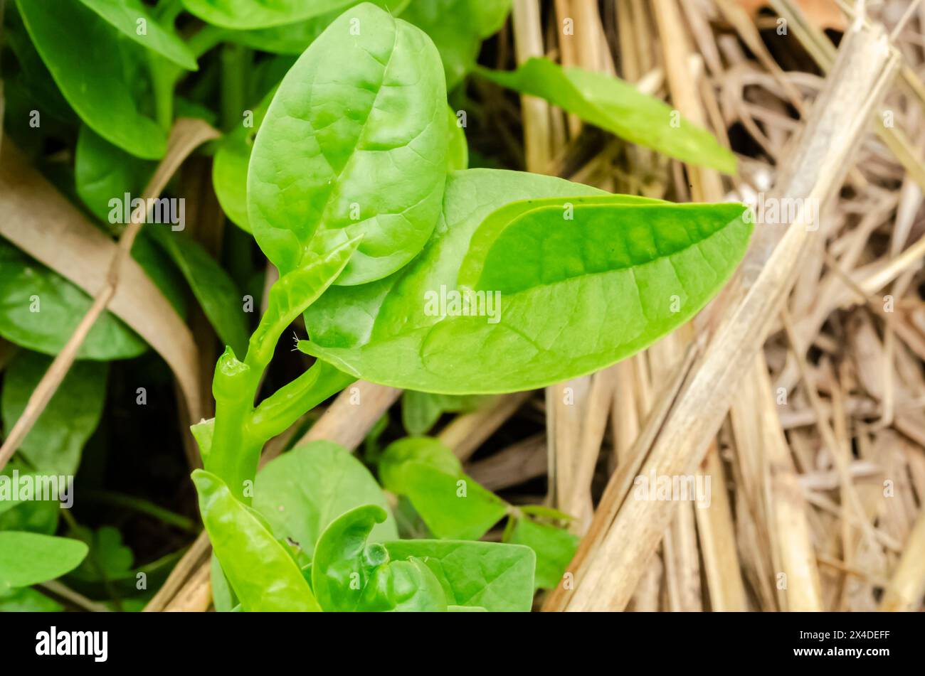 Malabar Spinach On Vine Stock Photo - Alamy