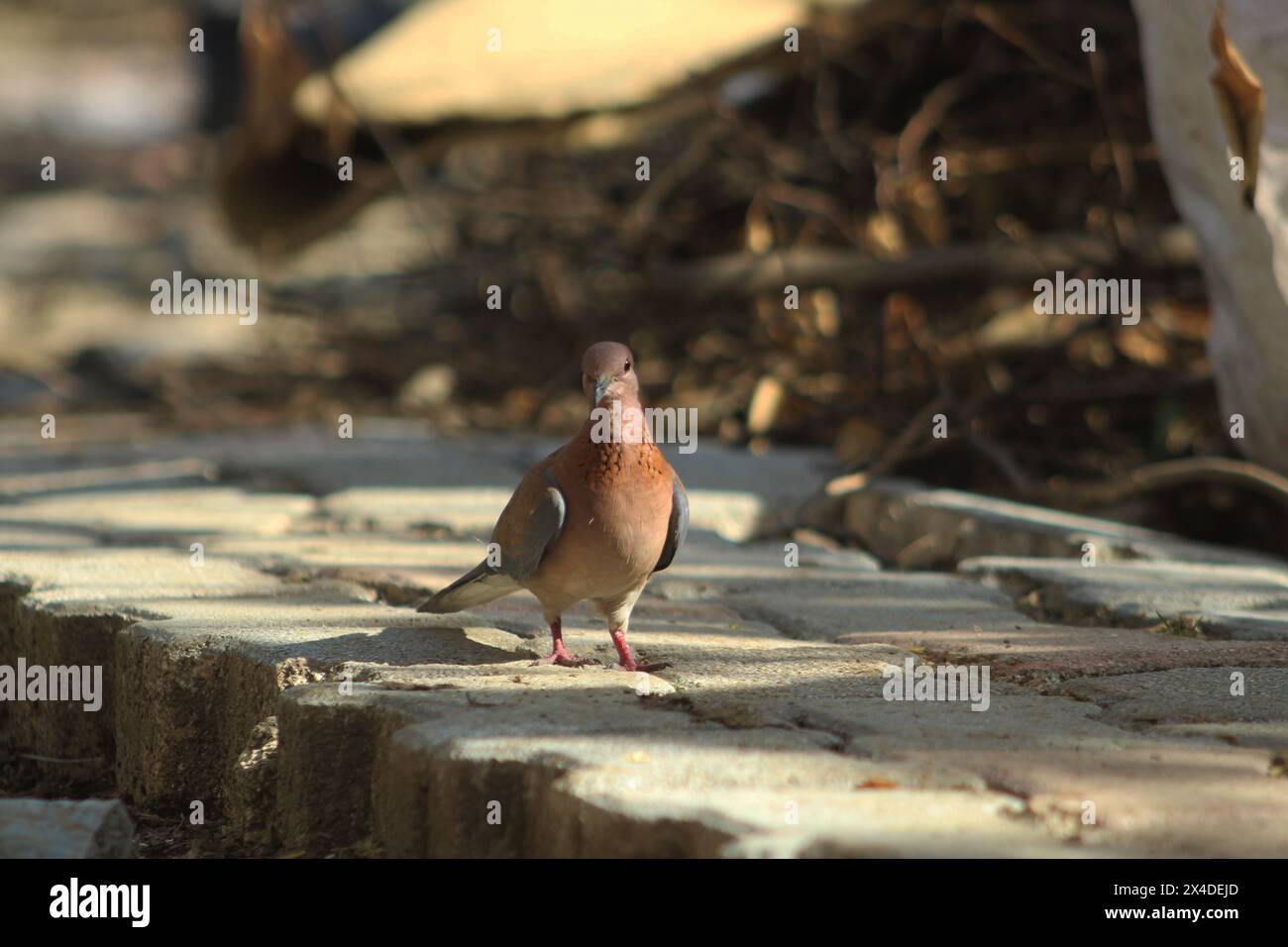 The laughing dove (Spilopelia senegalensis) a small pigeon on the ...