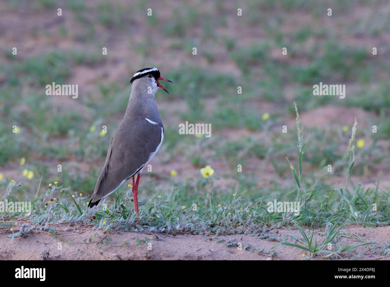 The crowned lapwing, or crowned plover, is a bird of the lapwing ...