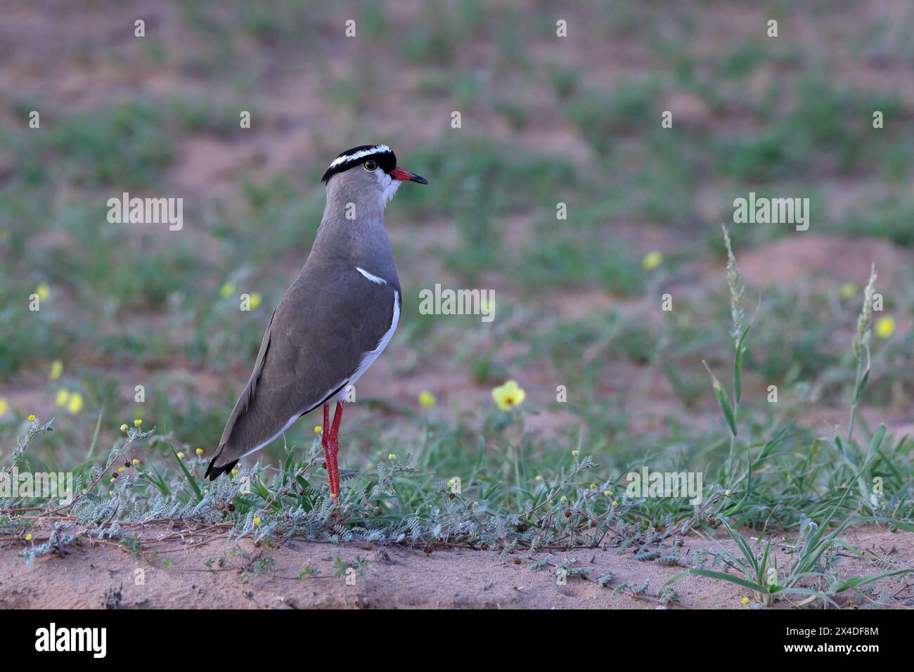 The crowned lapwing, or crowned plover, is a bird of the lapwing ...