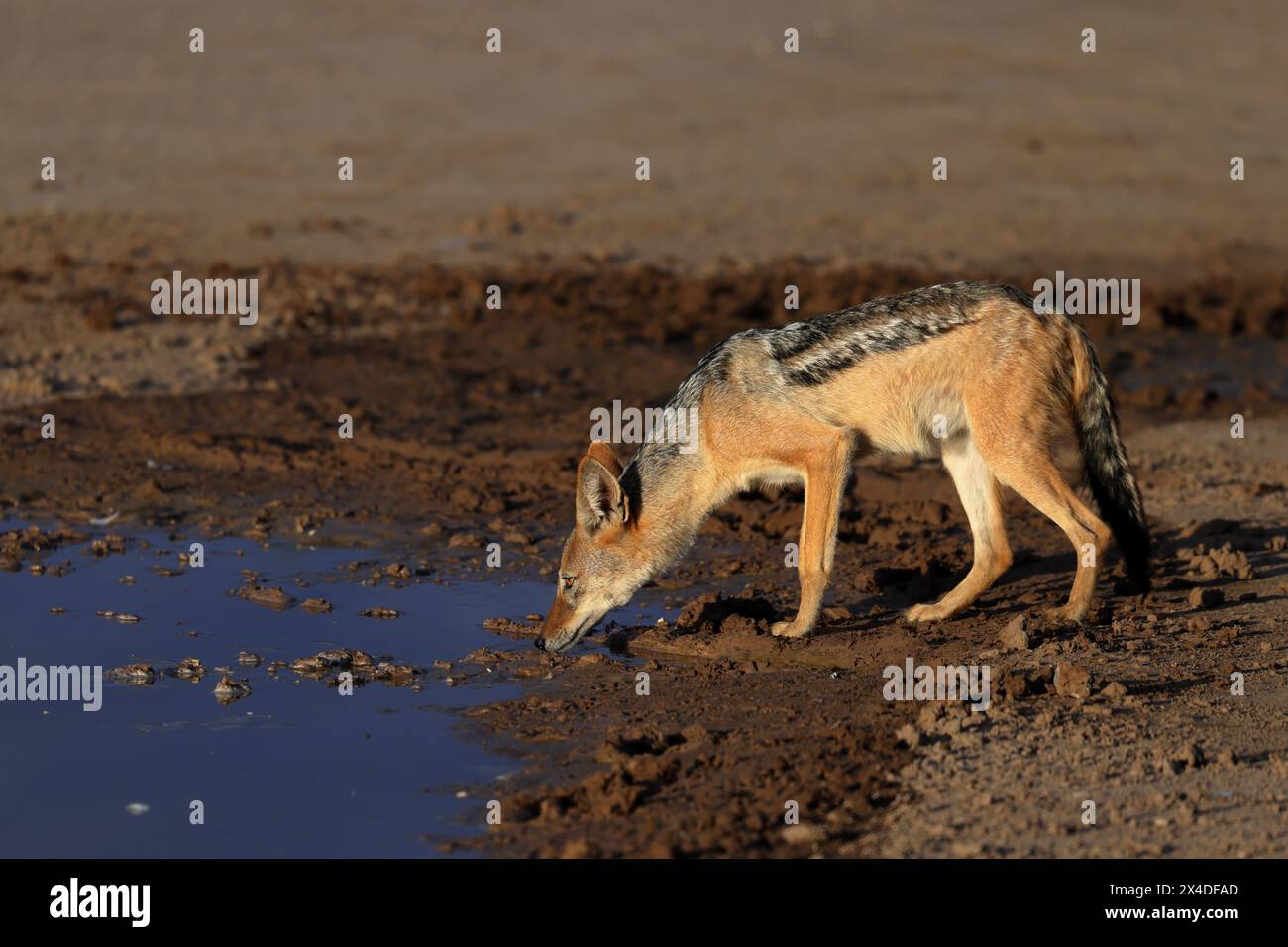 The black-backed jackal, also called the silver-backed jackal, is a ...