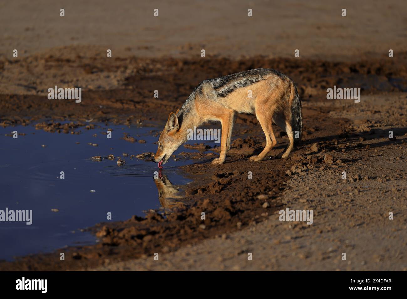 The black-backed jackal, also called the silver-backed jackal, is a ...
