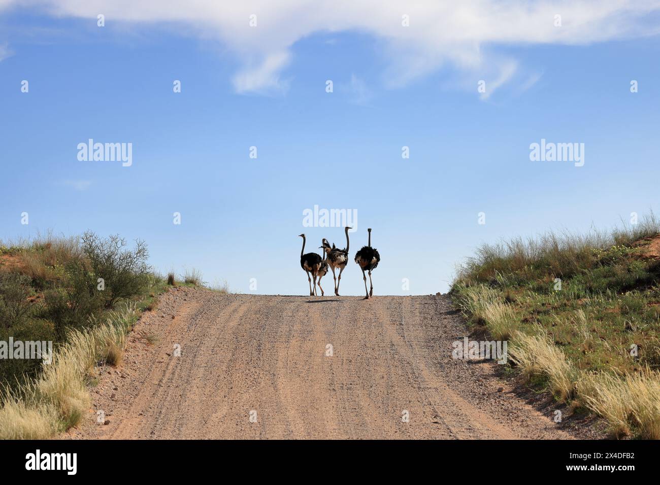 The common ostrich, or simply ostrich, is a species of flightless bird ...