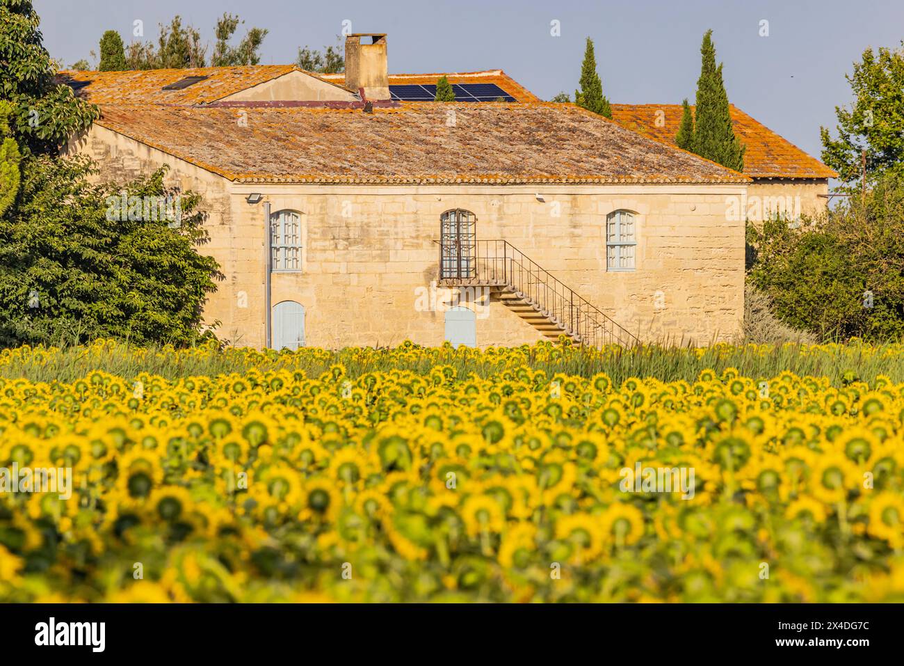 Camargue Nord, Arles, Bouches-du-Rhone, Provence-Alpes-Cote d'Azur ...