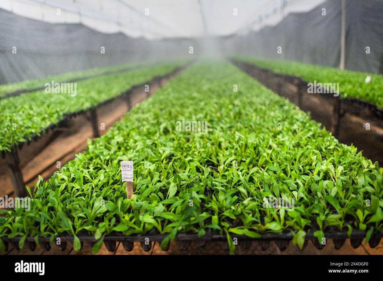 Flower cuttings are seen irrigated using a fogging system in the ...