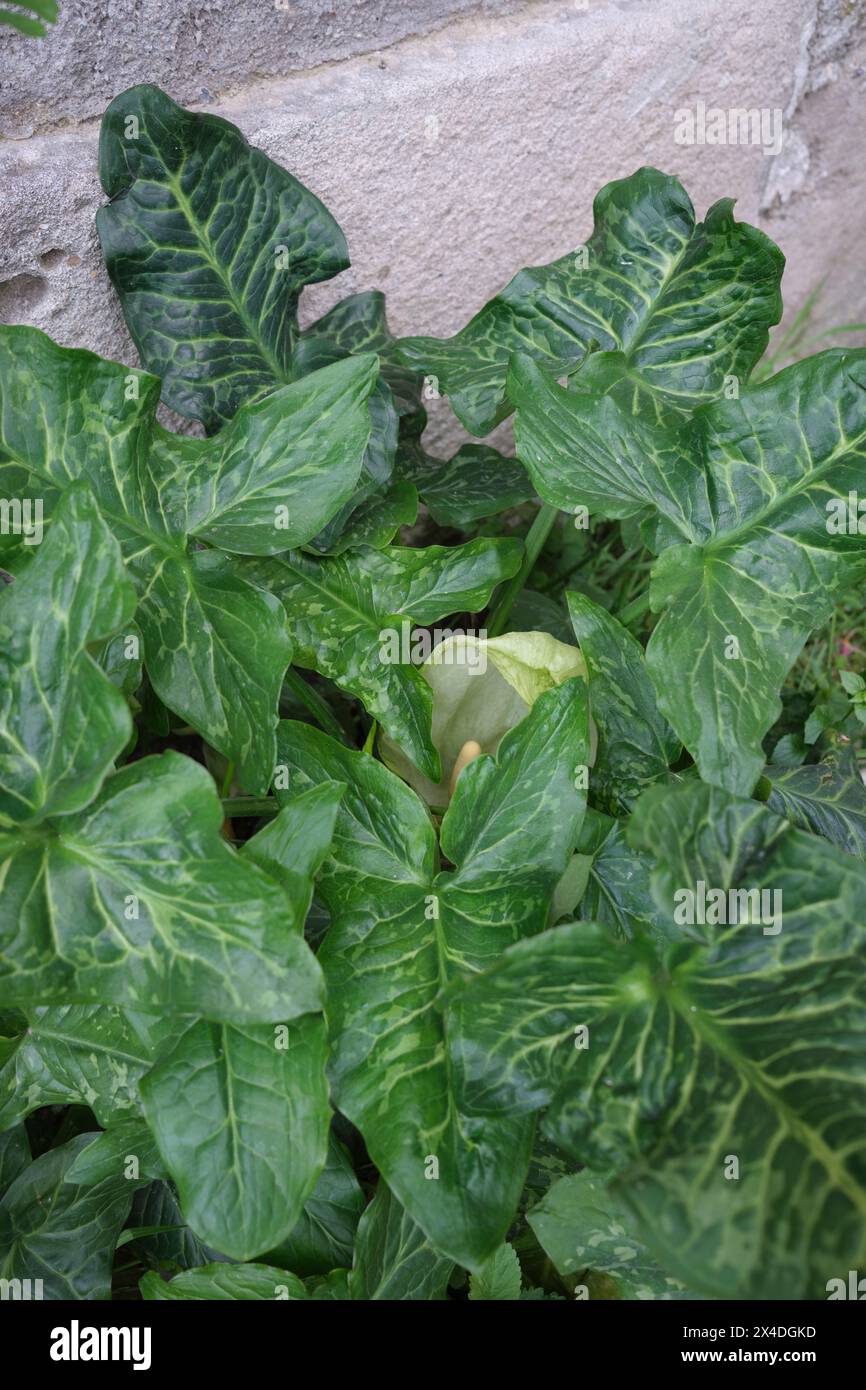 Variegated leaves foliage arum hi-res stock photography and images - Alamy