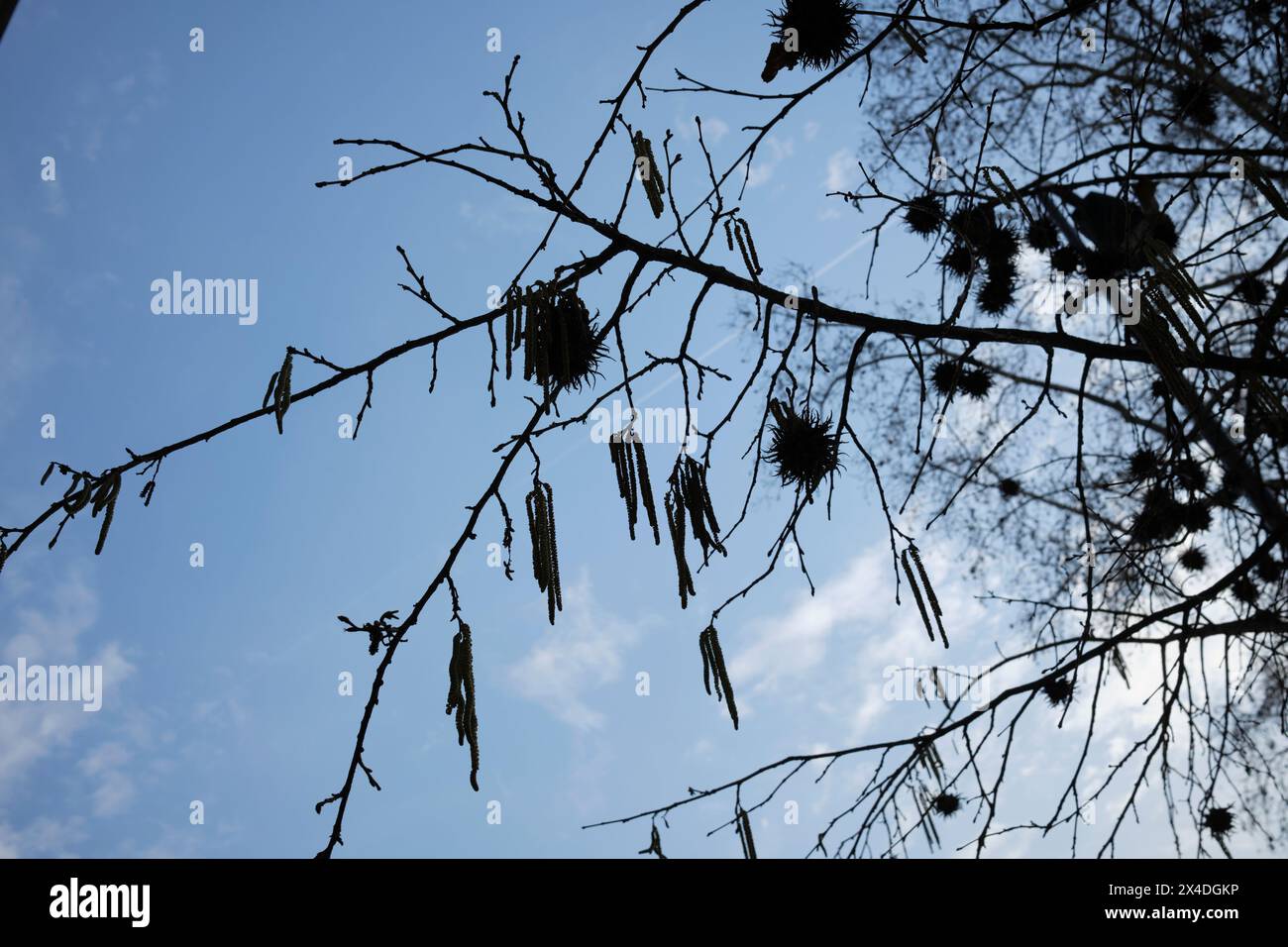 Corylus colurna tree in bloom Stock Photo - Alamy