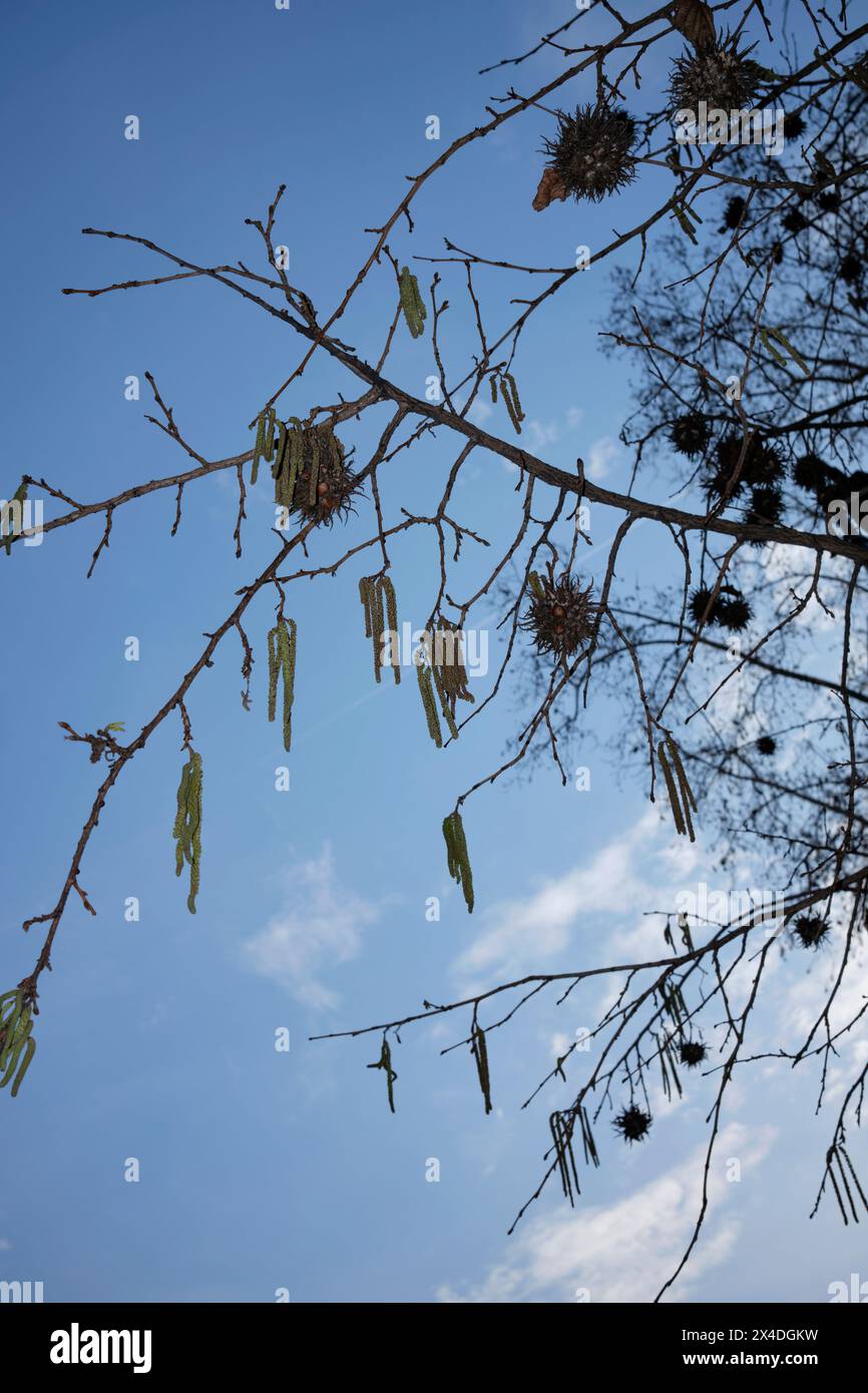 Corylus colurna bloom hi-res stock photography and images - Alamy