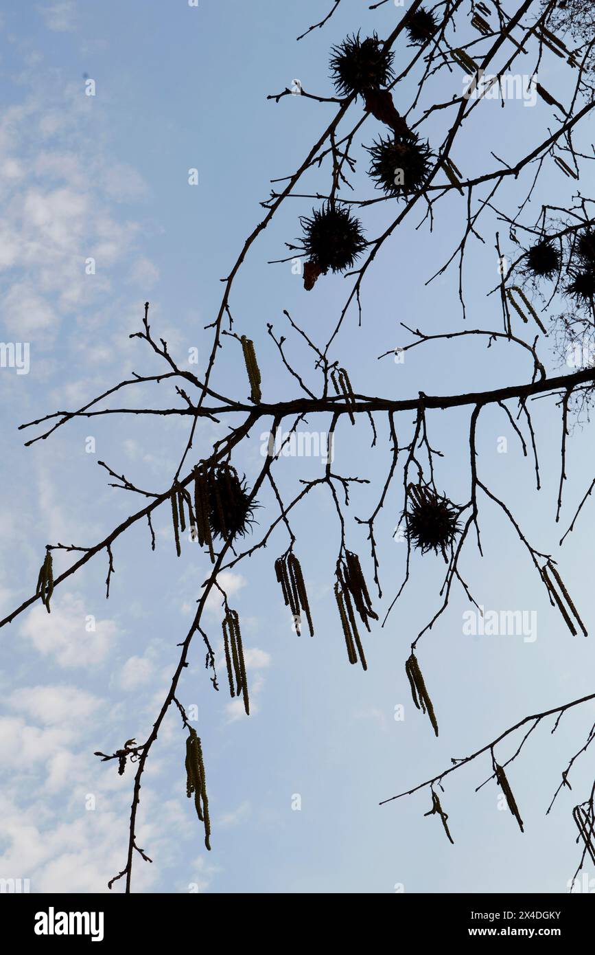 Corylus colurna tree hi-res stock photography and images - Alamy