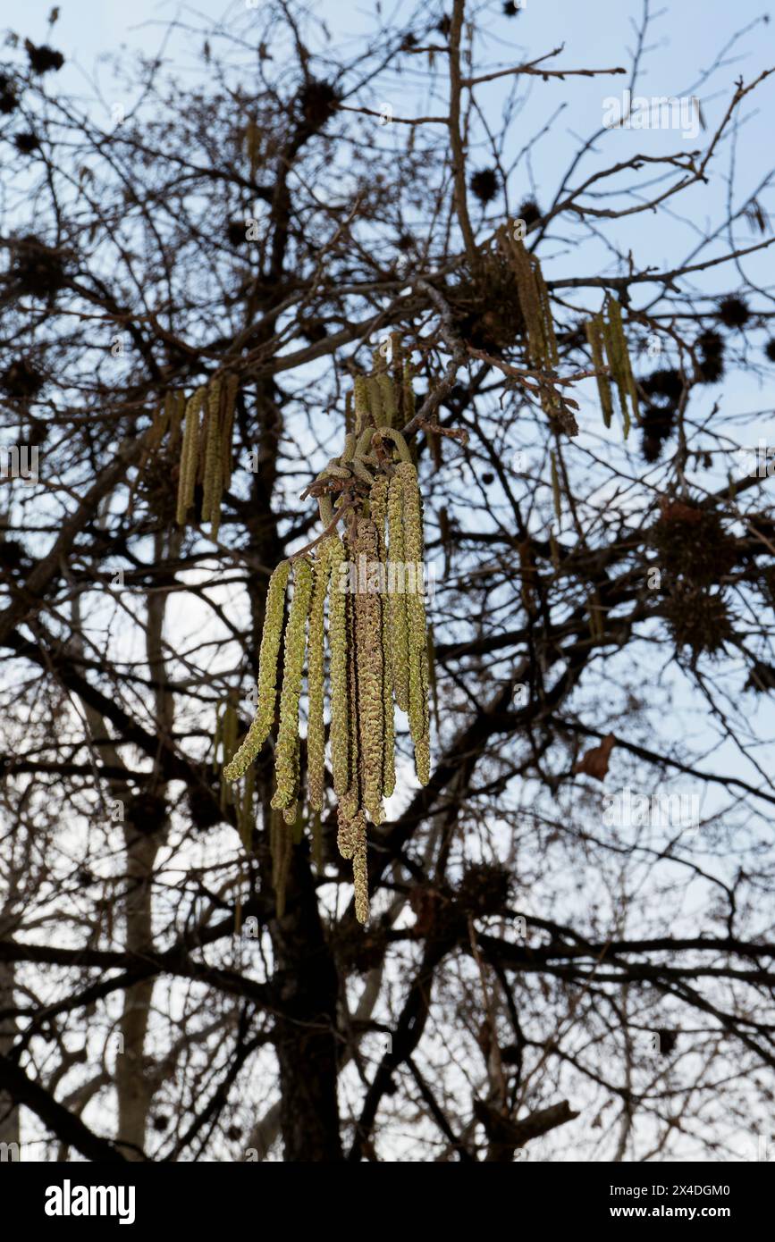 Corylus colurna bloom hi-res stock photography and images - Alamy